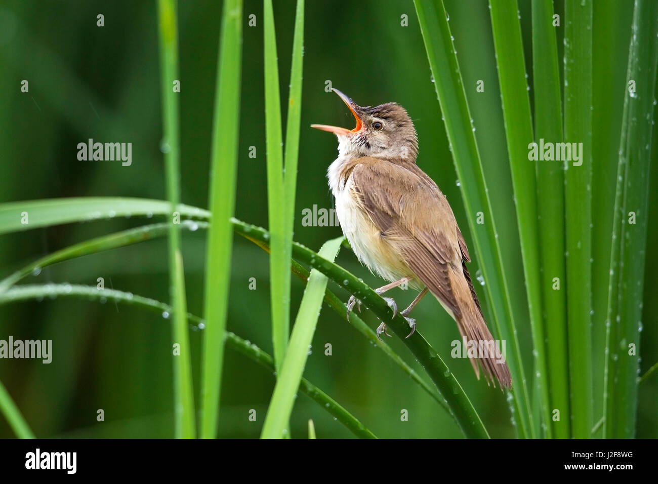 Reed singing hi-res stock photography and images - Alamy
