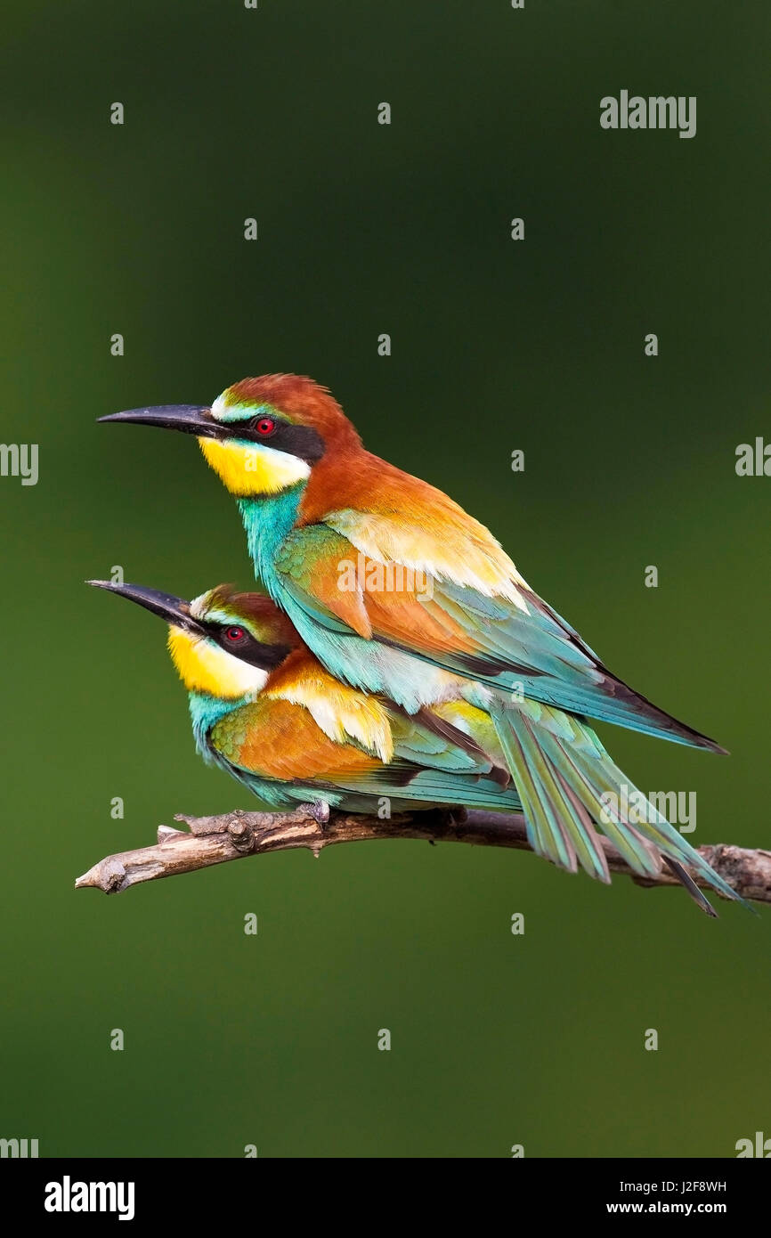 Mating European Bee-eaters on Branch Stock Photo - Alamy