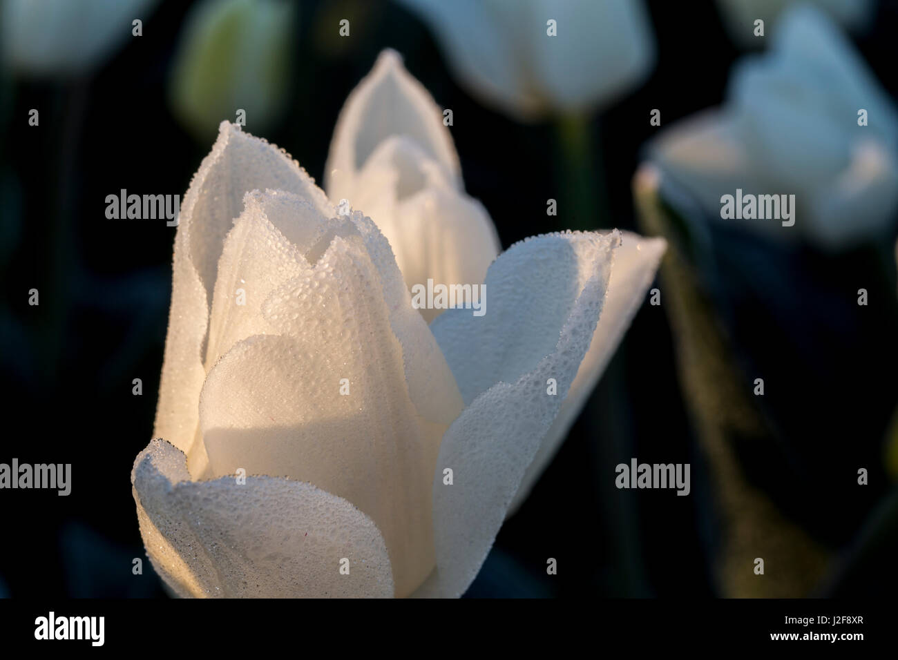 Ripe crystals hi-res stock photography and images - Alamy