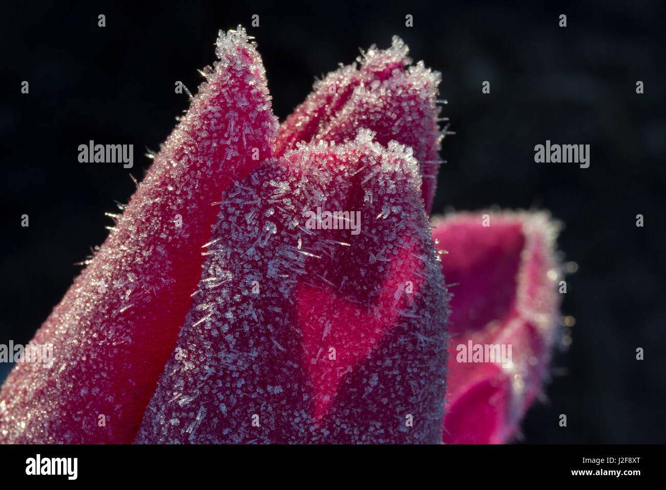 Purple ice plant hi-res stock photography and images - Alamy