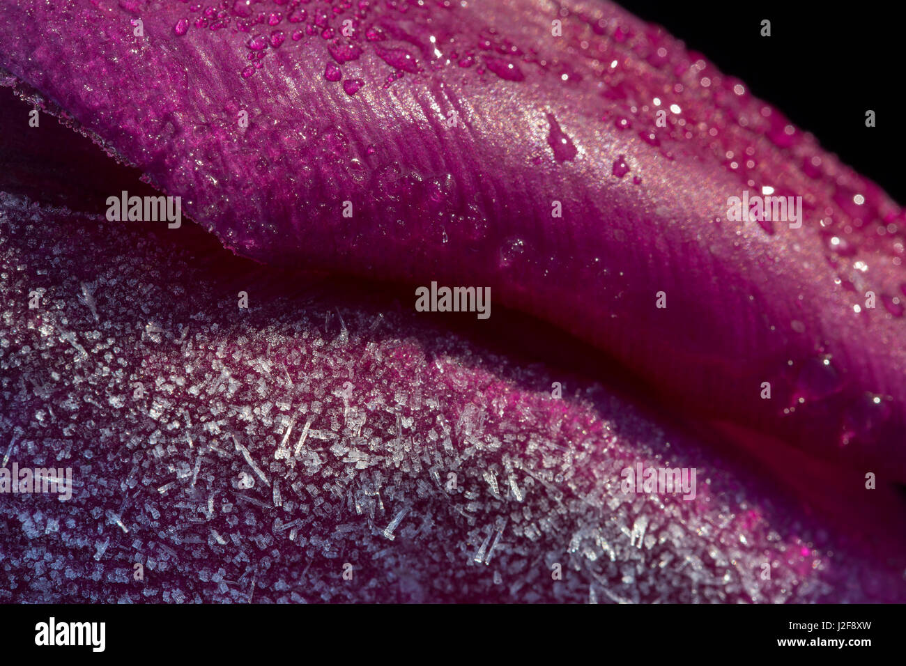 Purple haze farm hi-res stock photography and images - Alamy