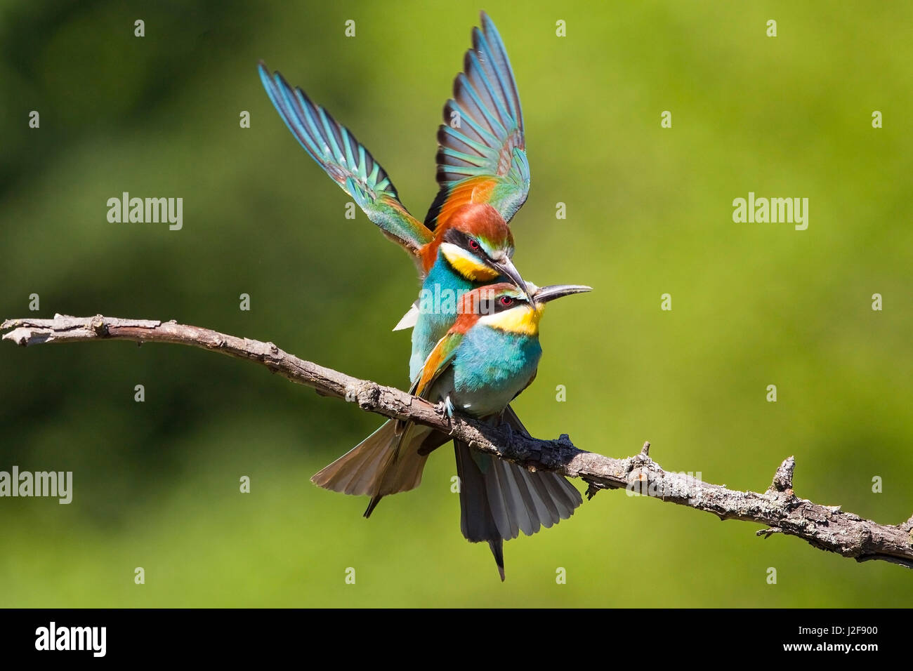 Bee eater on branch hi-res stock photography and images - Alamy