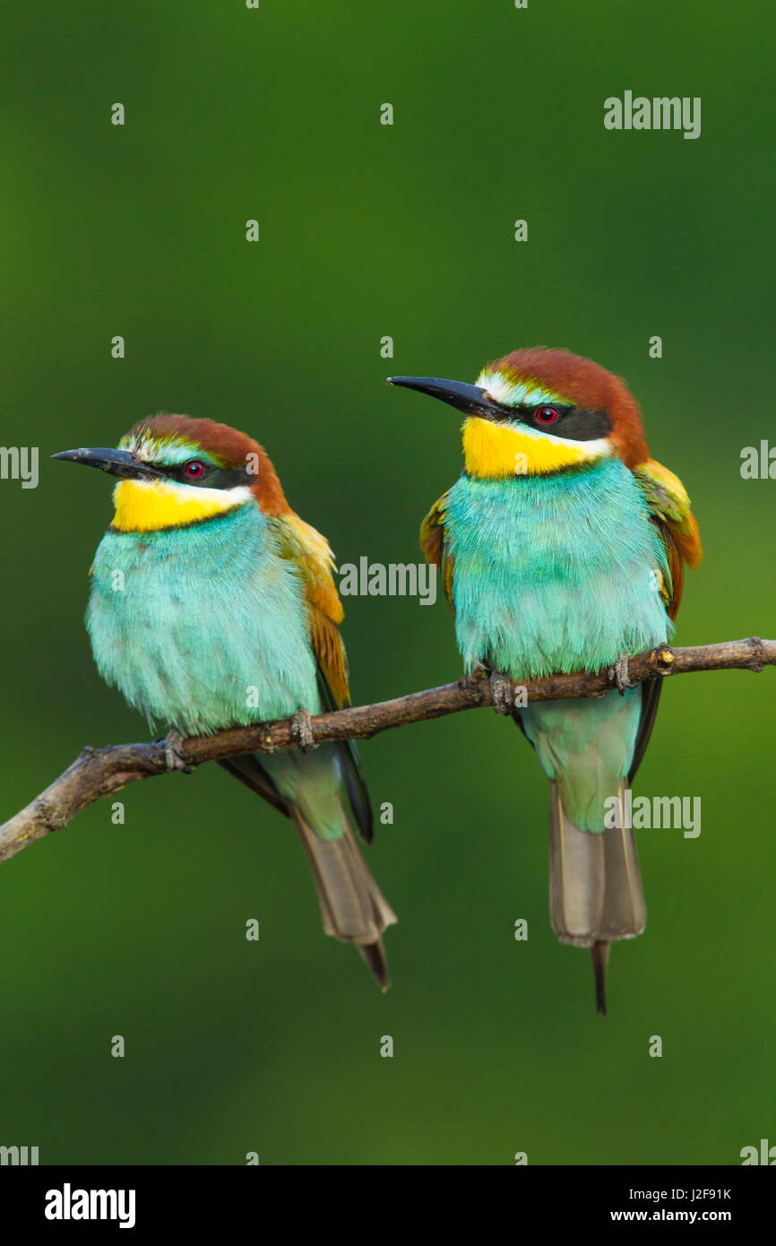 Bee eaters hi-res stock photography and images - Alamy