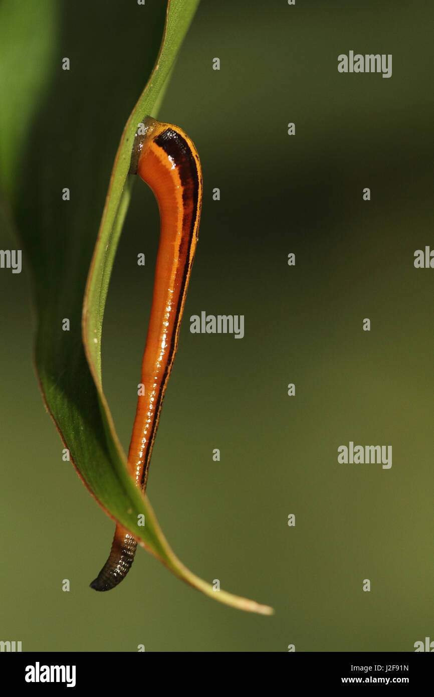 Tiger leech hi-res stock photography and images - Alamy