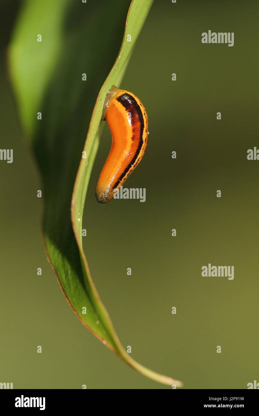 Tiger Leech High Resolution Stock Photography and Images - Alamy