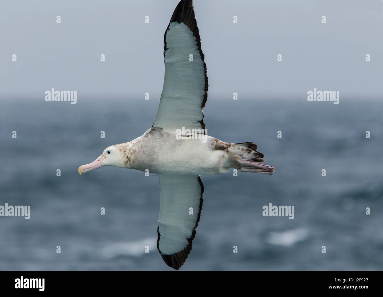 Flying juvenile Snowy Albatross Stock Photo - Alamy