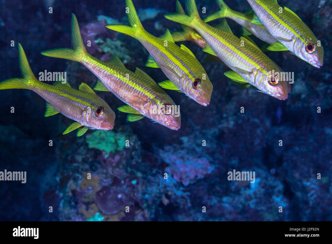 Yellowtail reef fish hi-res stock photography and images - Alamy