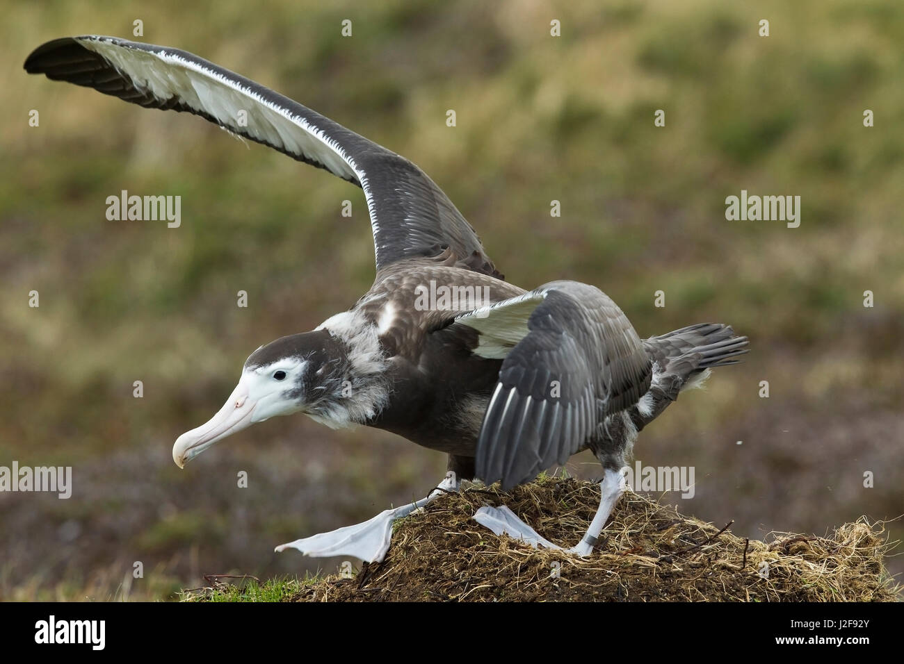 Juvenile Snowy Albatross does fly excersises on nest Stock Photo - Alamy