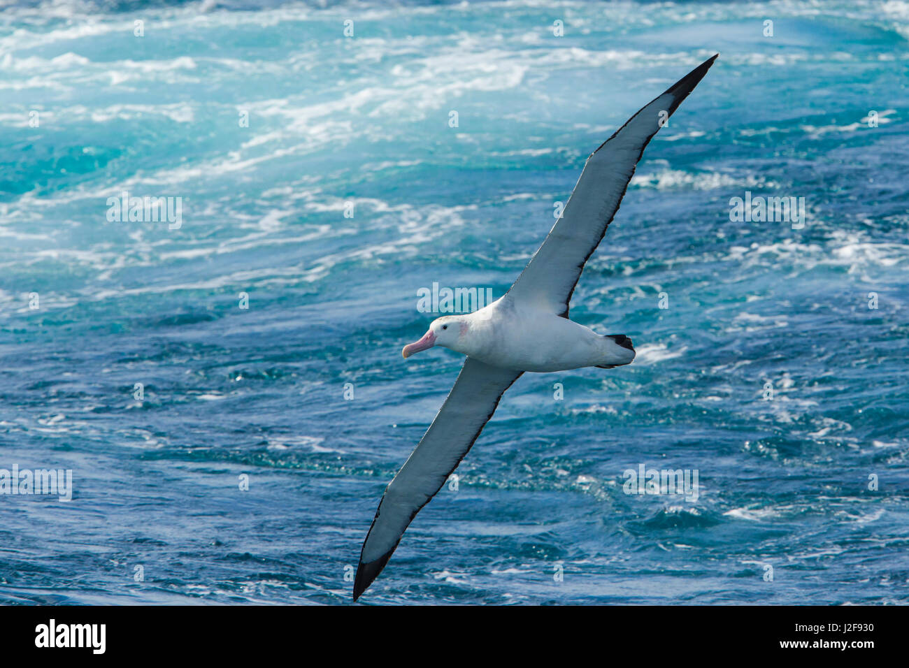 Adult wandering albatross hi-res stock photography and images - Alamy