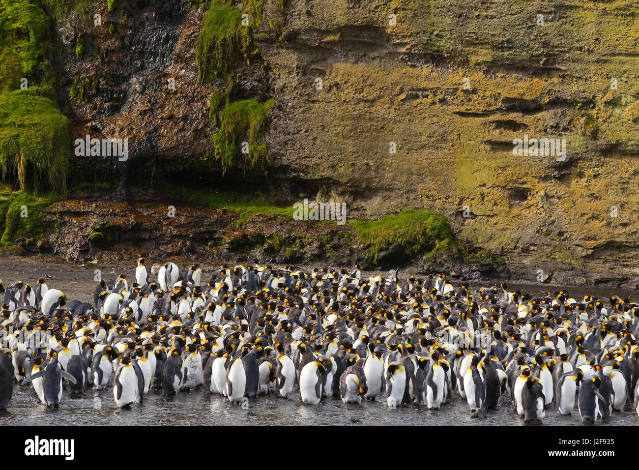 King Penguin colony Stock Photo - Alamy King Penguin colony Stock Photo - Alamy
