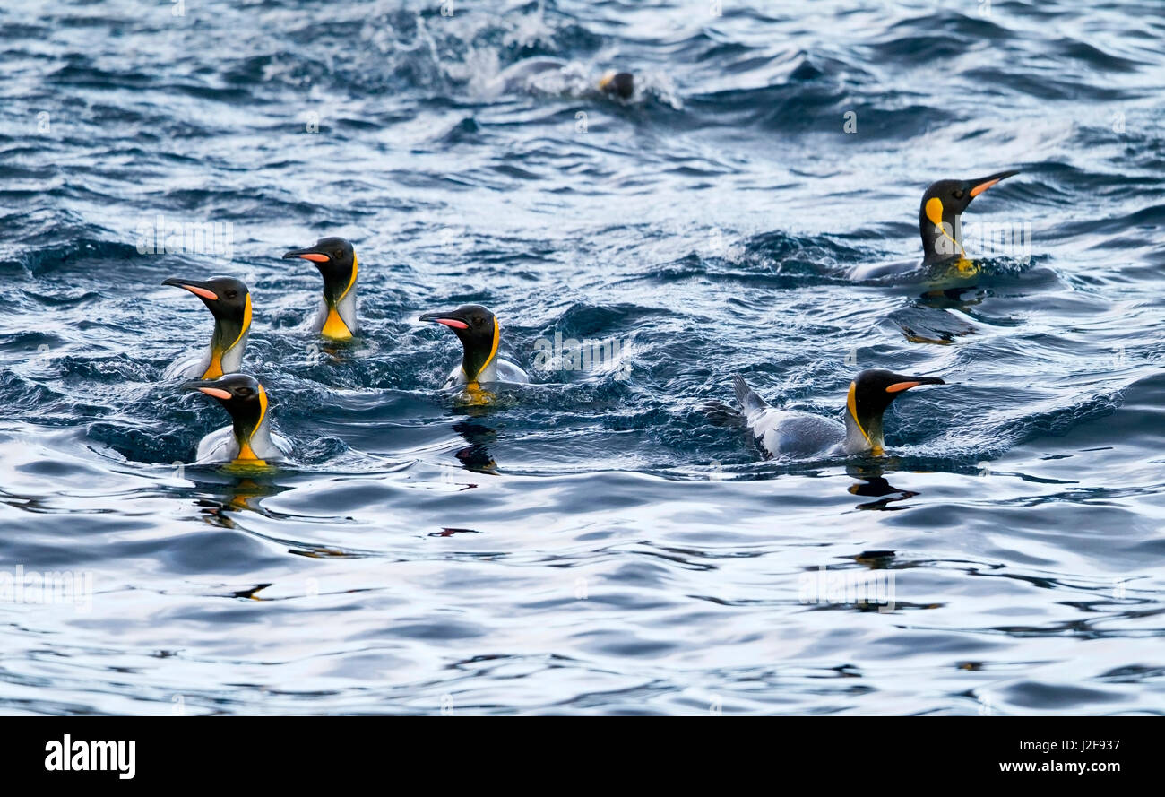 King Penguins swimming for the Beach Stock Photo - Alamy