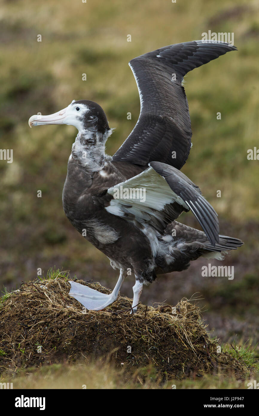 Juvenile Snowy Albatross makes fly excersises on nest Stock Photo - Alamy