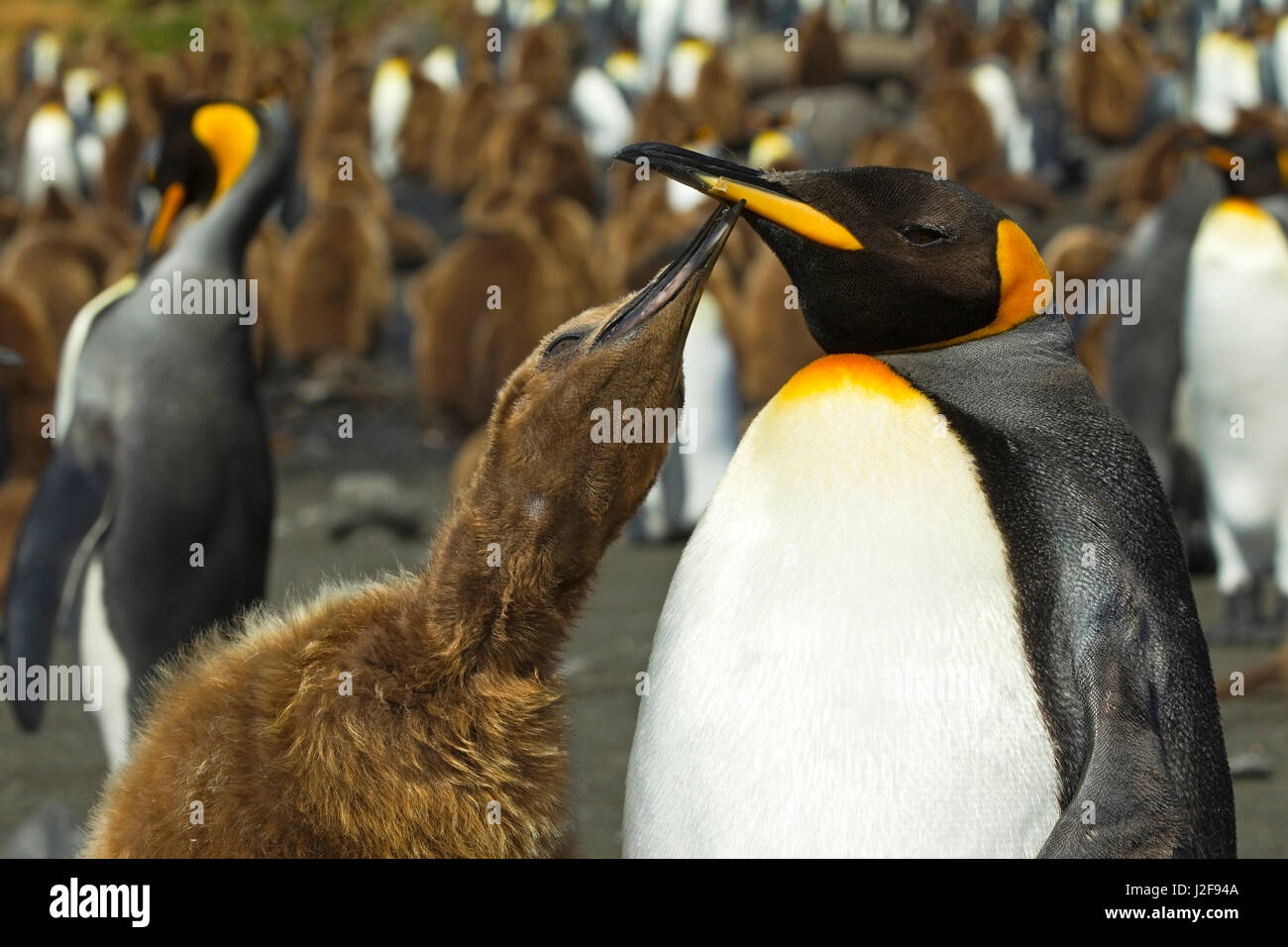 King Penguin feeding chick Stock Photo - Alamy