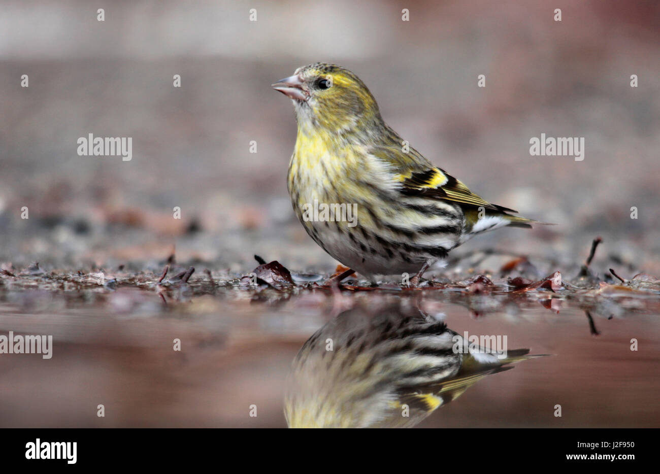 Siskin drinking water from a rainpool Stock Photo - Alamy