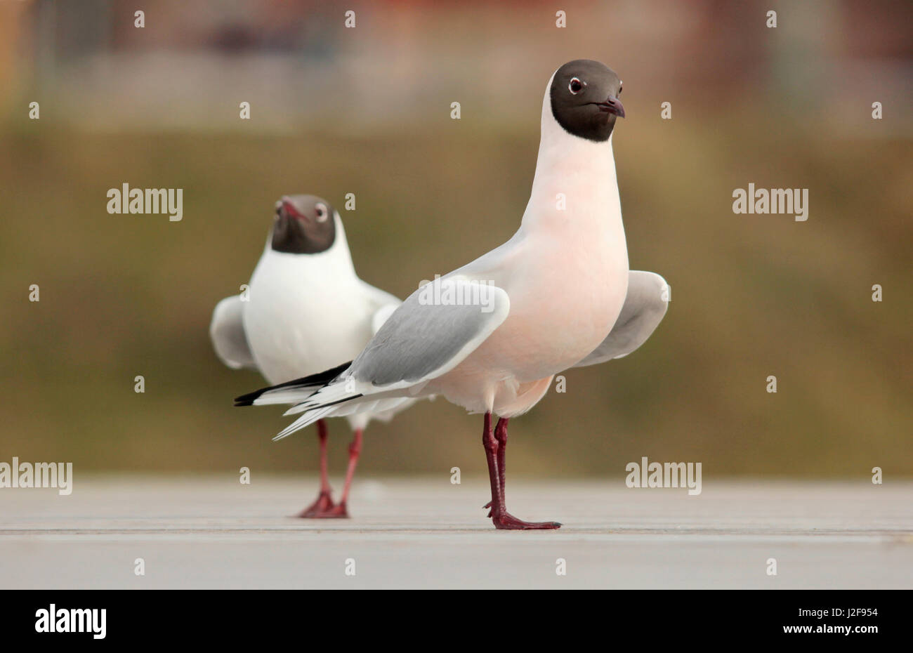 Two Black-headed Gulls. The one in front has a remarkable pink color ...