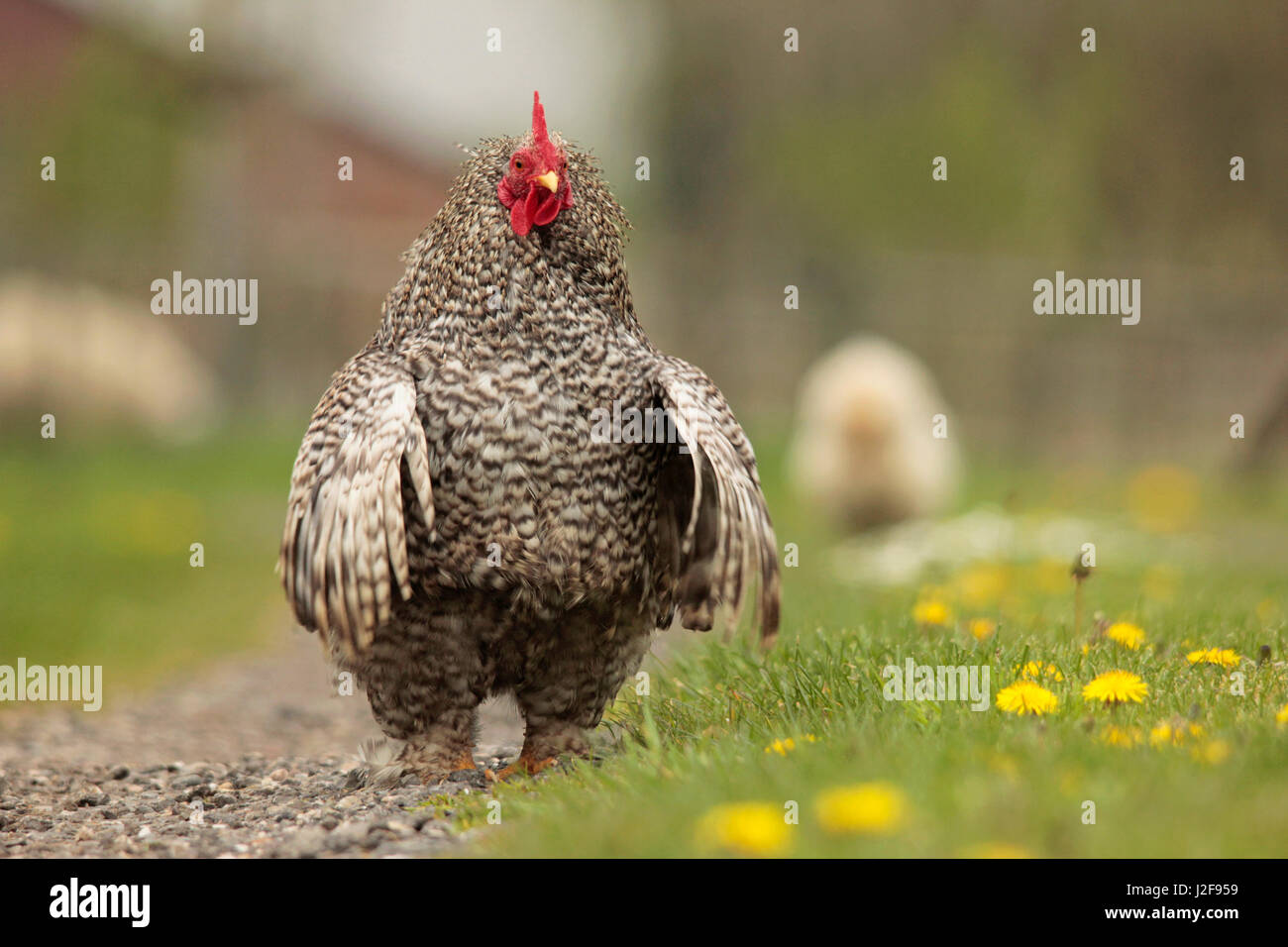 Roosting rooster hi-res stock photography and images - Alamy