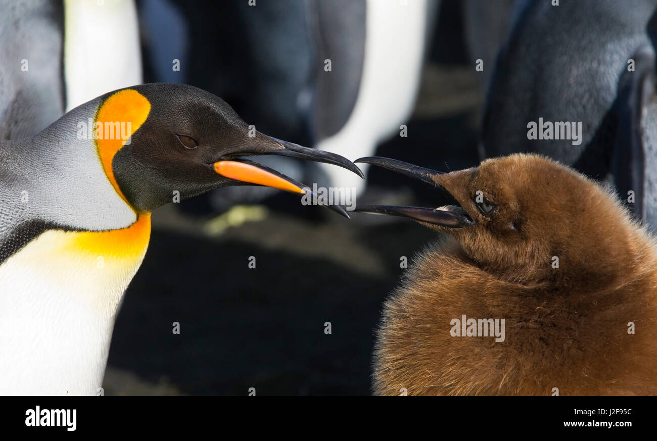 King Penguin feeding chick Stock Photo - Alamy