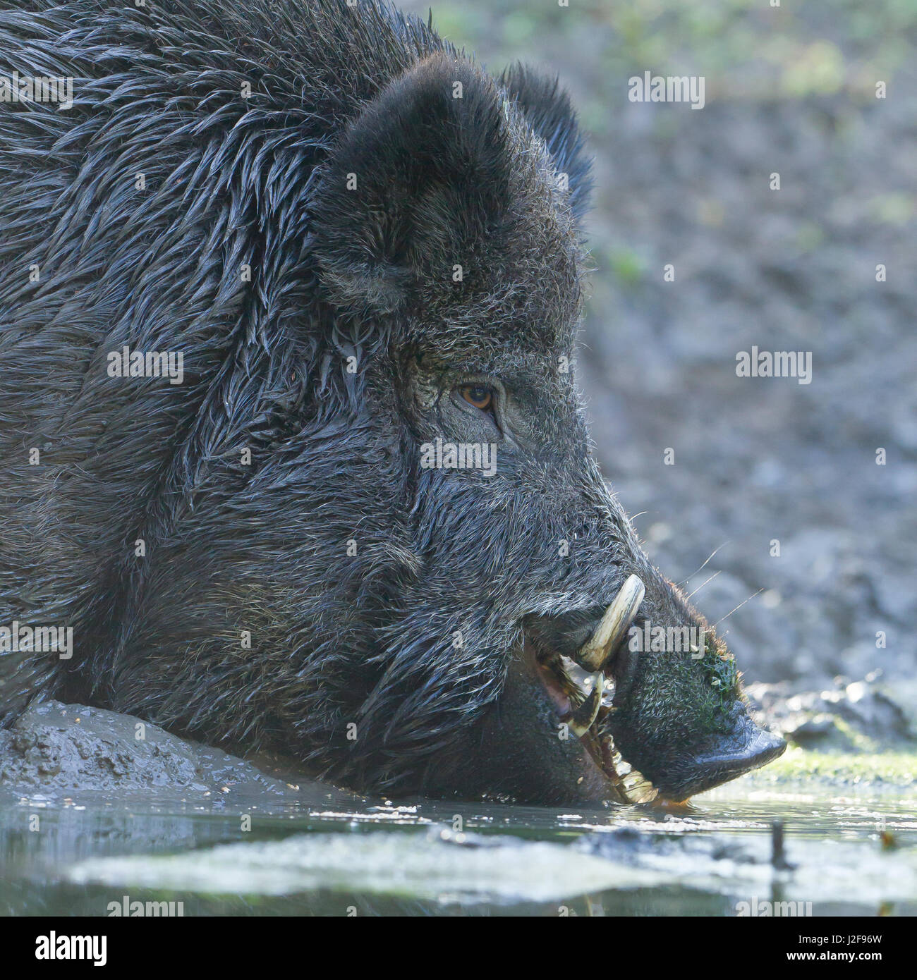 Wild Boar portrait Stock Photo - Alamy