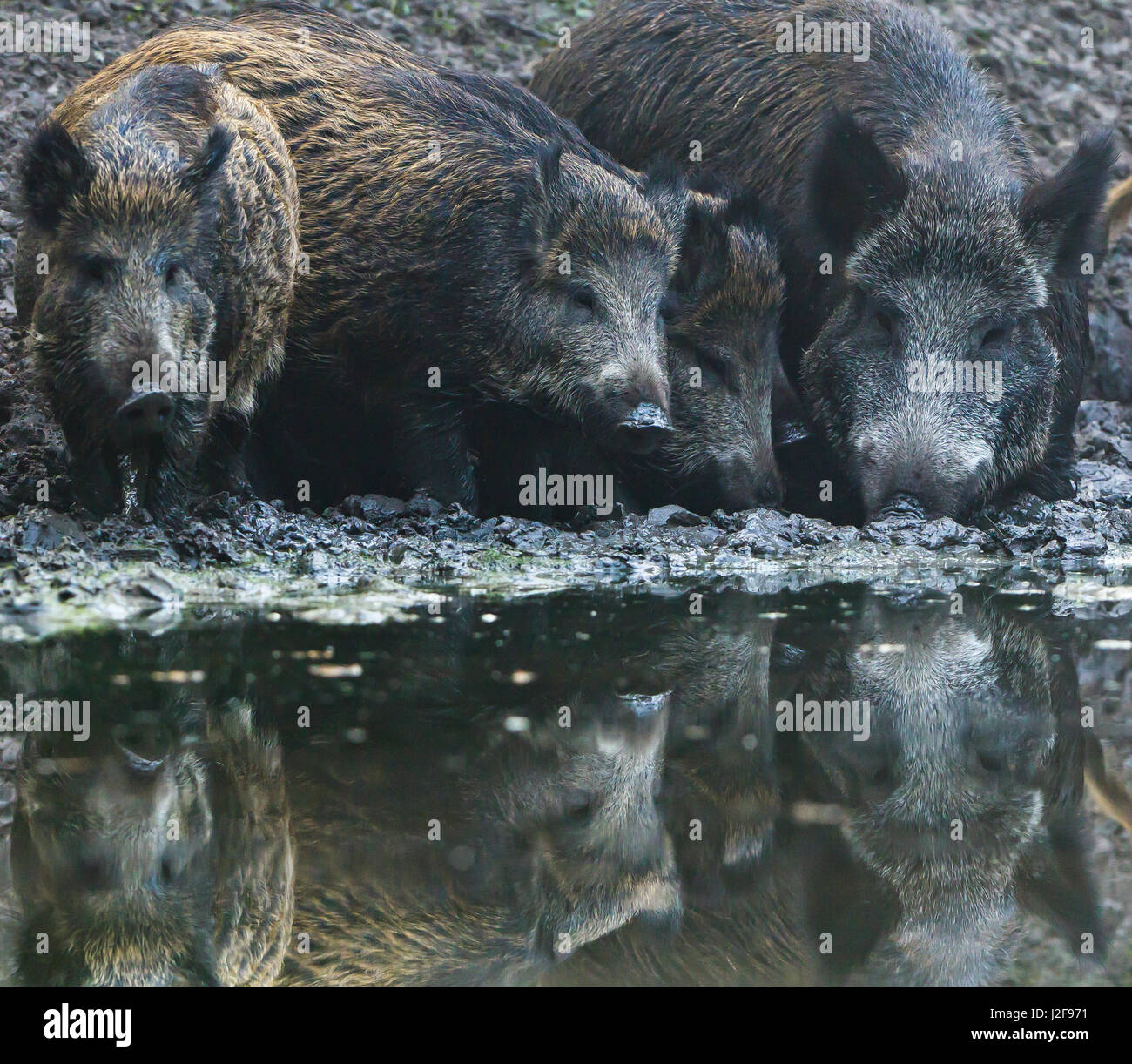 Wild Boar drinking water and standing in the mud Stock Photo - Alamy