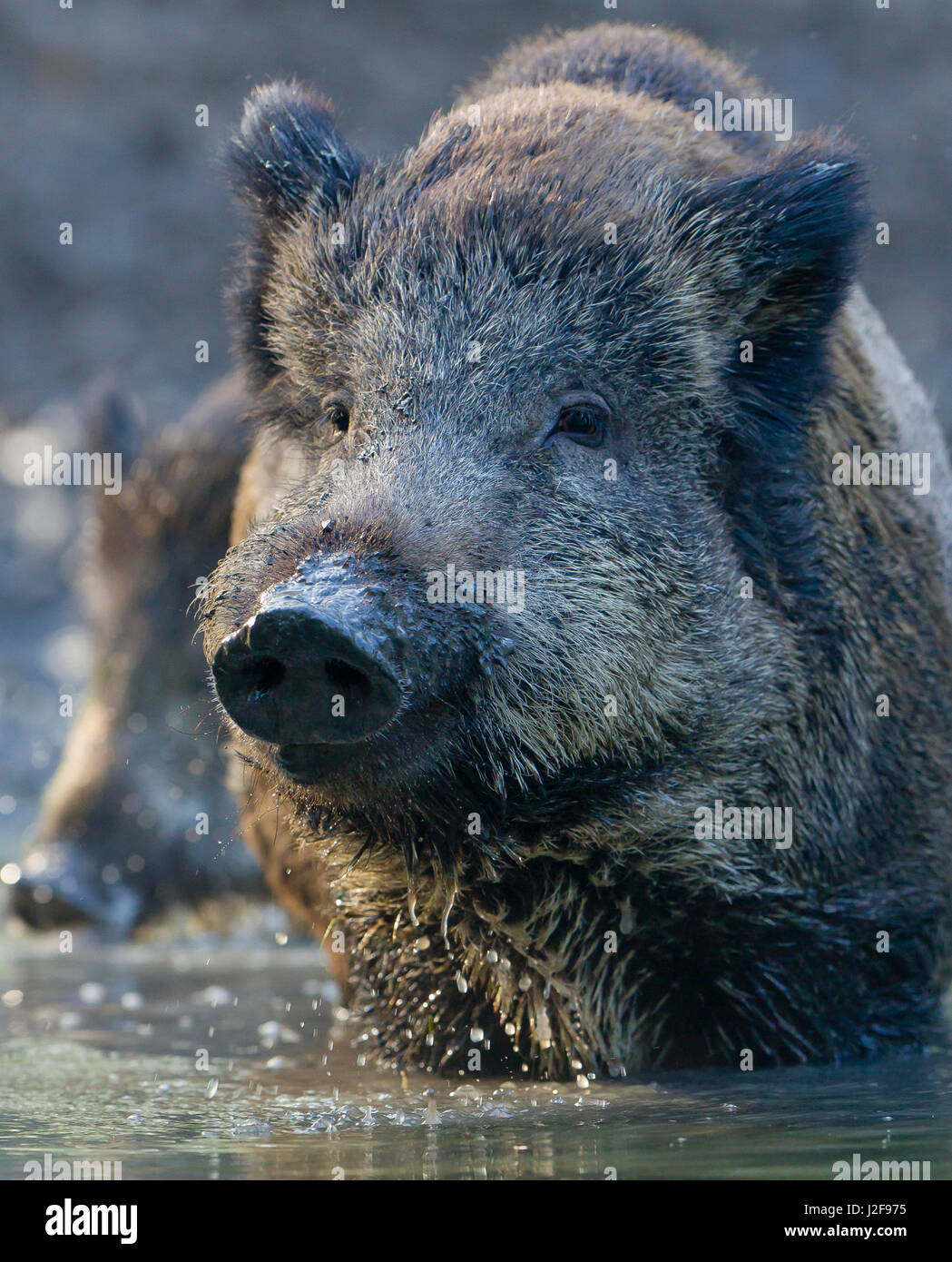 Wild Boar portrait Stock Photo - Alamy