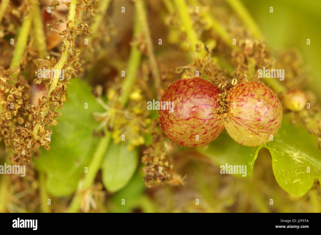 Gall on the flowers of the pedunculate oak (Quercus robur) caused by ...