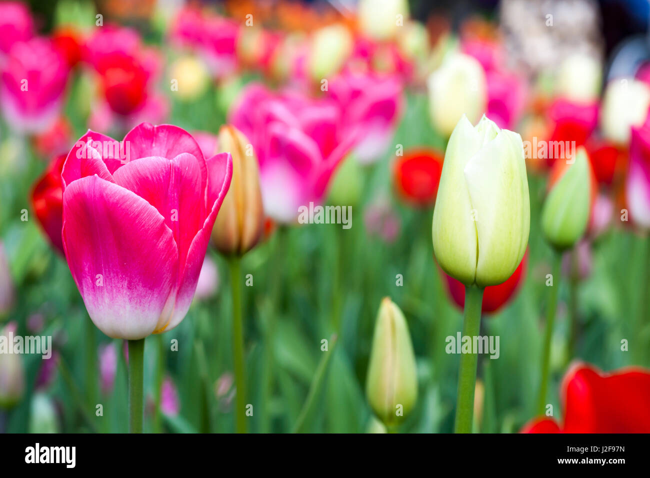 Different coloured tulips at the Keukenhof in Lisse Stock Photo - Alamy