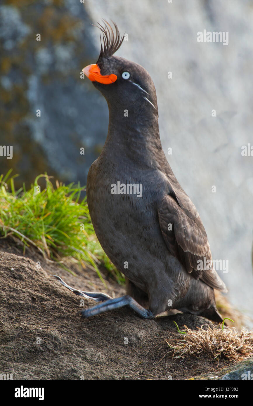 Crested auklet aethia cristatella hi-res stock photography and images ...