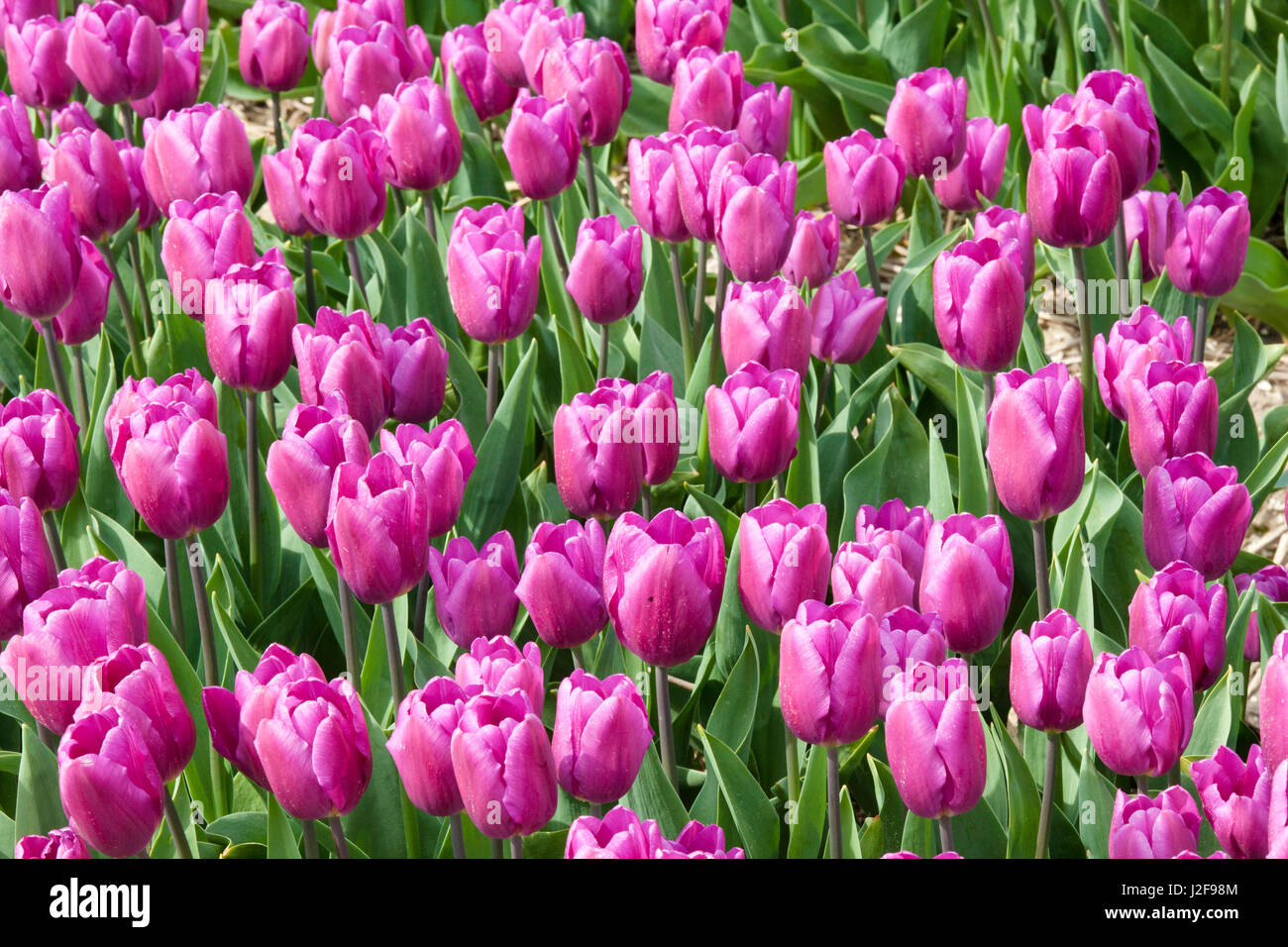 Purple tulips as a crop for reproduction Stock Photo - Alamy