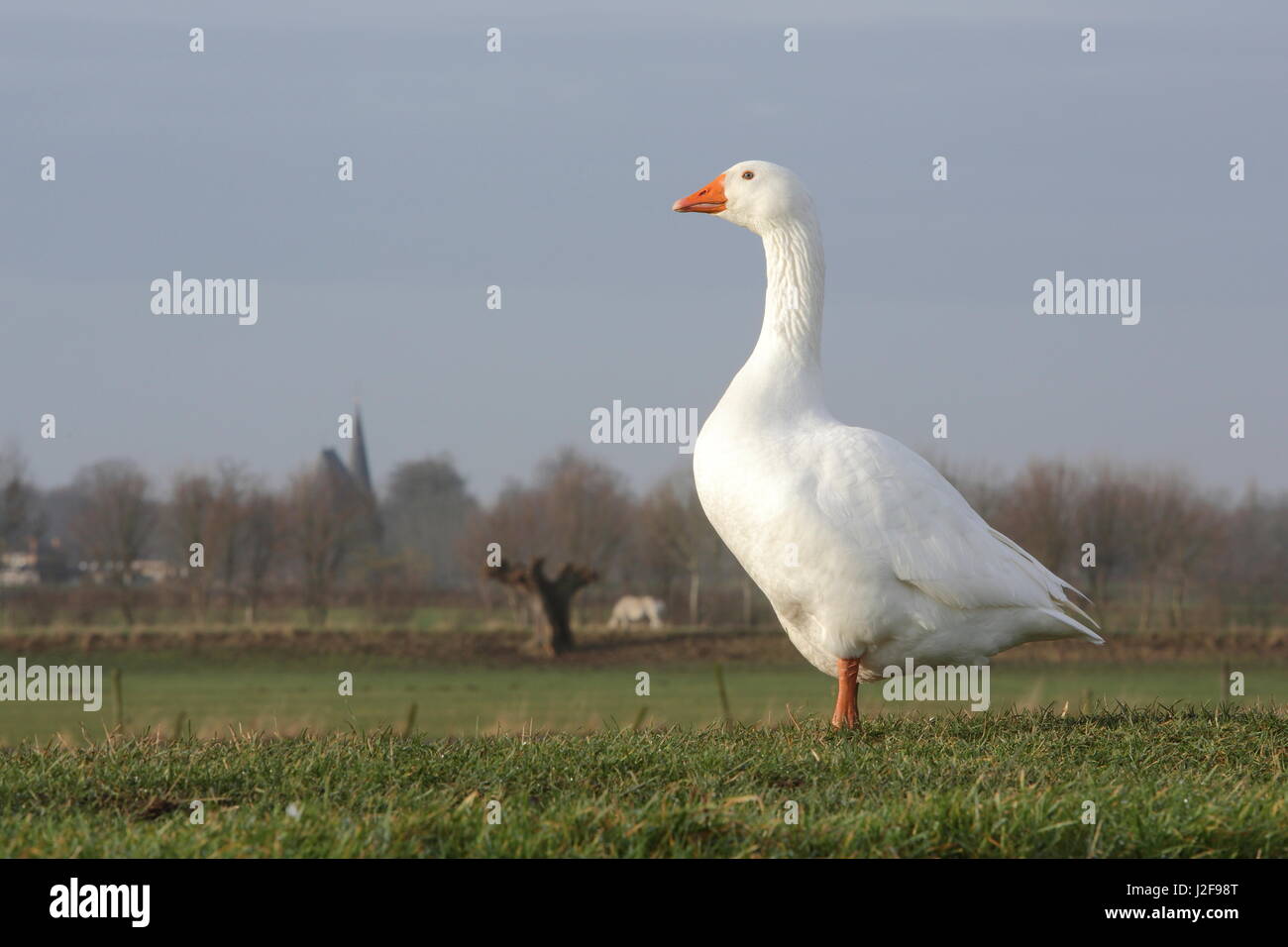Domestic goose hi-res stock photography and images - Alamy