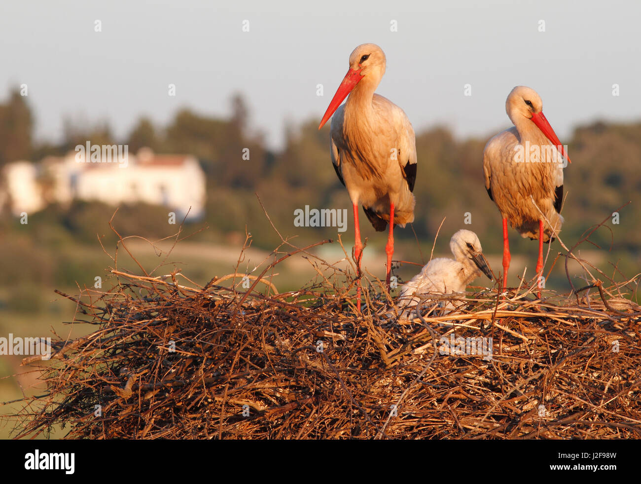 Young storks hi-res stock photography and images - Alamy