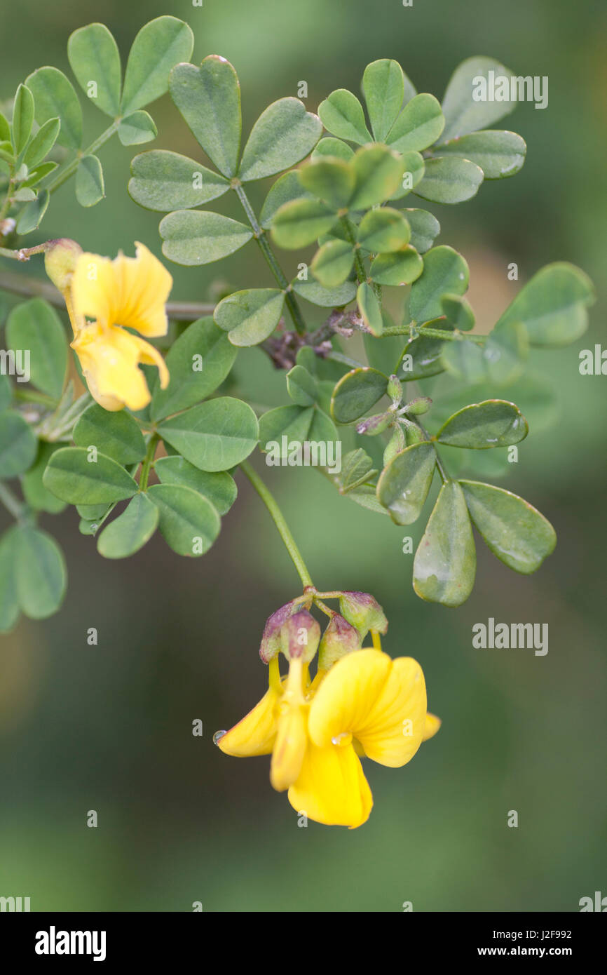 Scorpion Senna (Coronilla emerus) is a bush of 1.5 m high which occurs ...