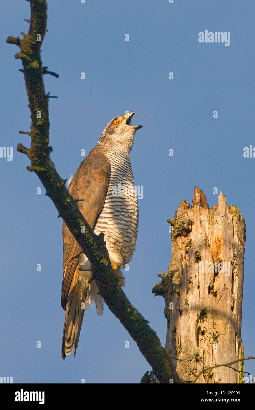 Female goshawk hi-res stock photography and images - Alamy