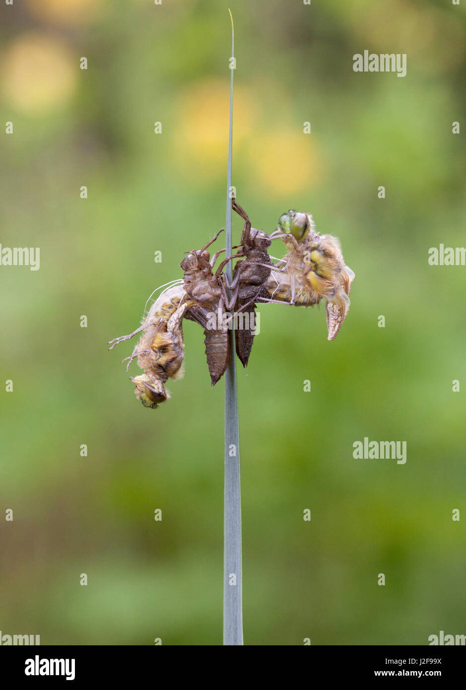two emerging Four-spotted Chasers (Libellula quadrimaculata Stock Photo ...