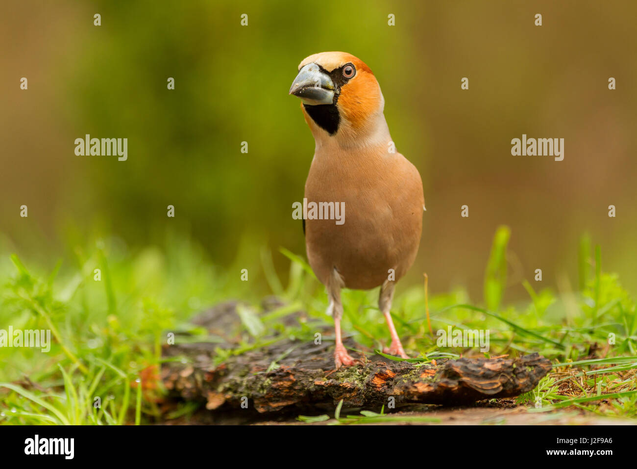 Close up male hawfinch hi-res stock photography and images - Alamy