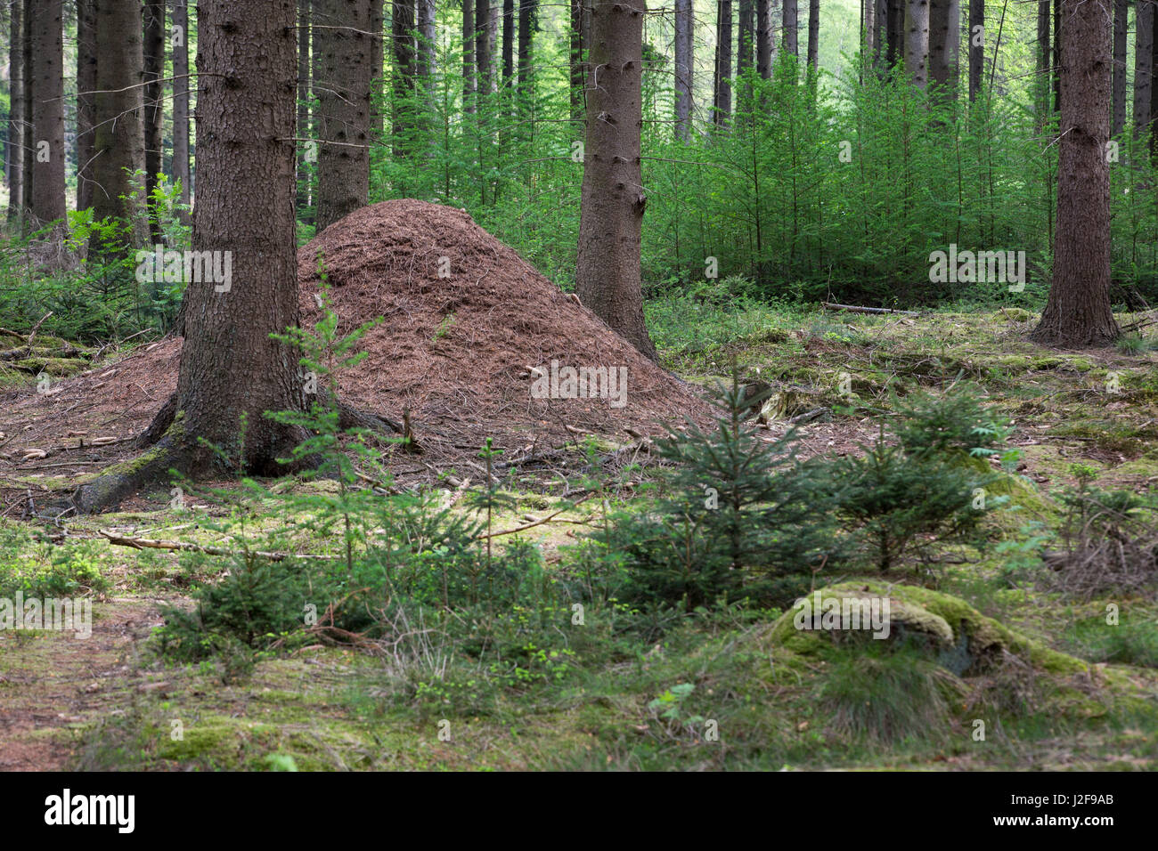 Nest of wood ants between pine trees Stock Photo - Alamy