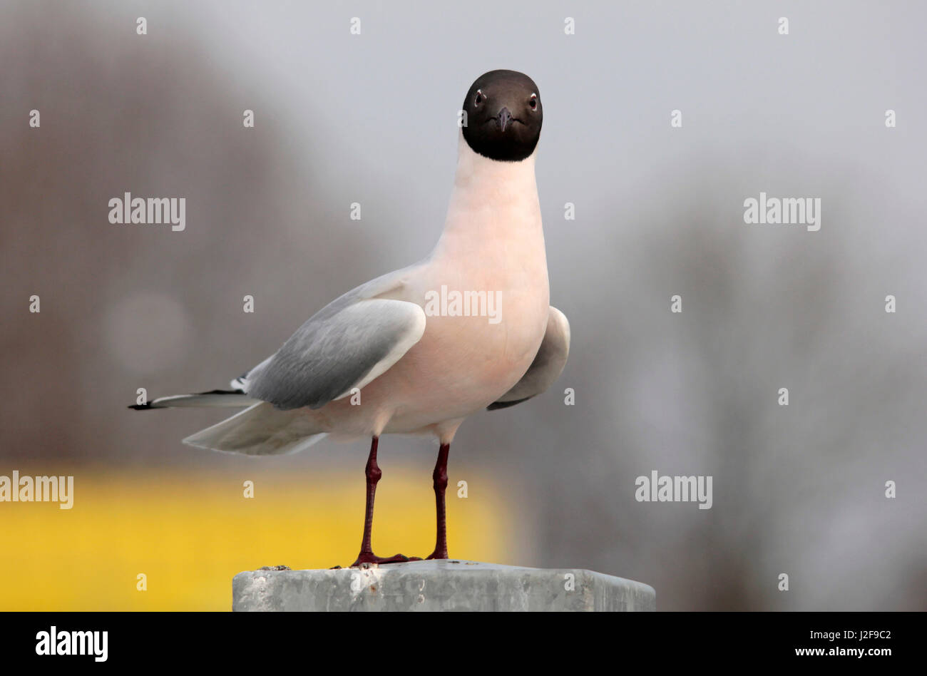 Black-headed Gull with a remarkable pink color Stock Photo - Alamy