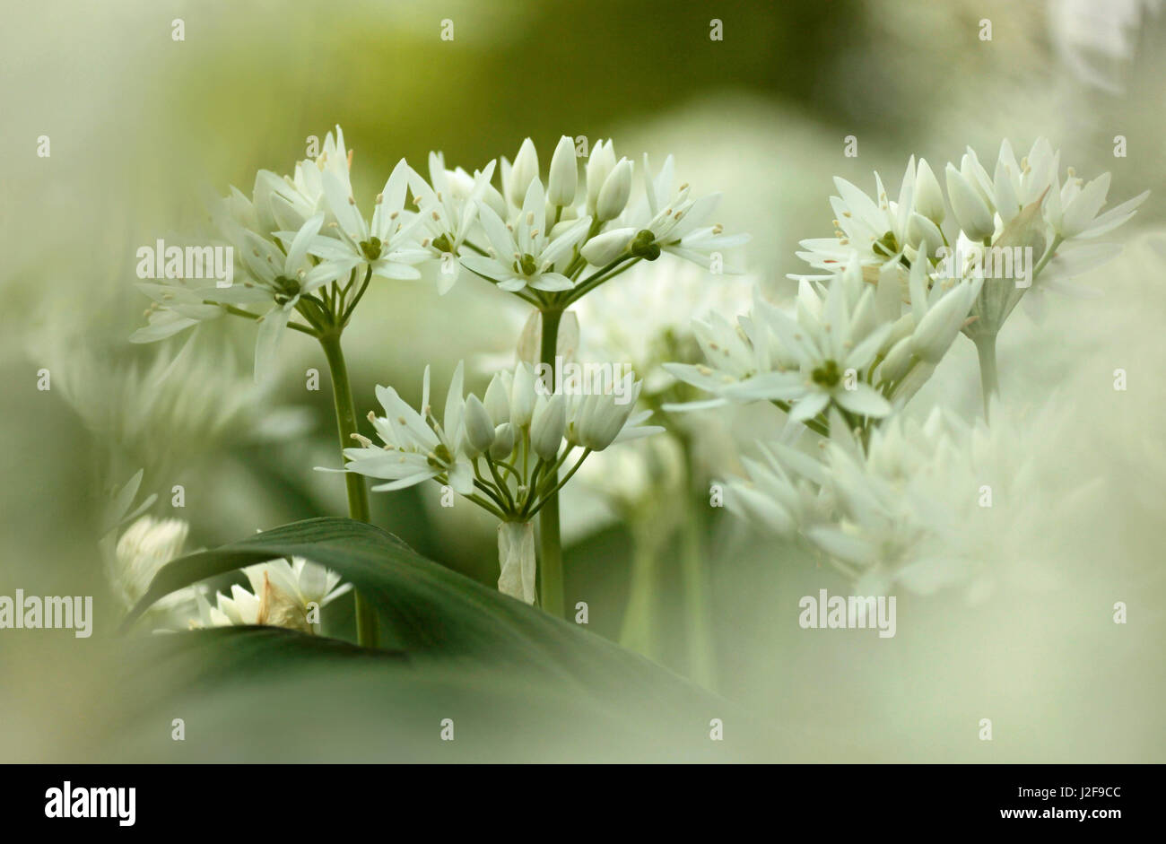 Group of Ramsons, white flowers Stock Photo - Alamy