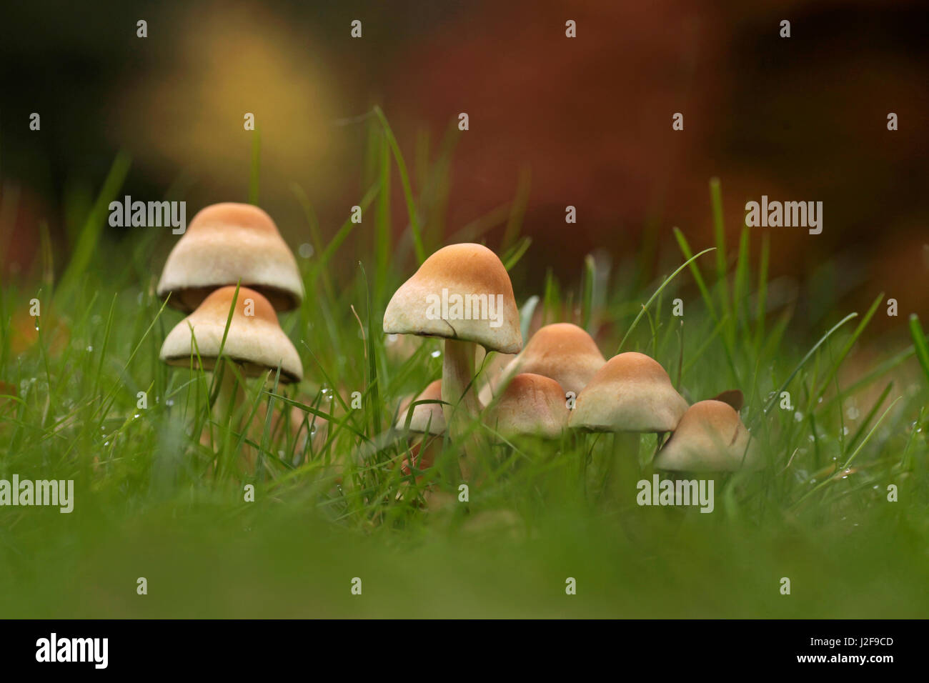 Psilocybe sublateritia (Red Sulpher Tuft) on a lawn in a parkforest ...