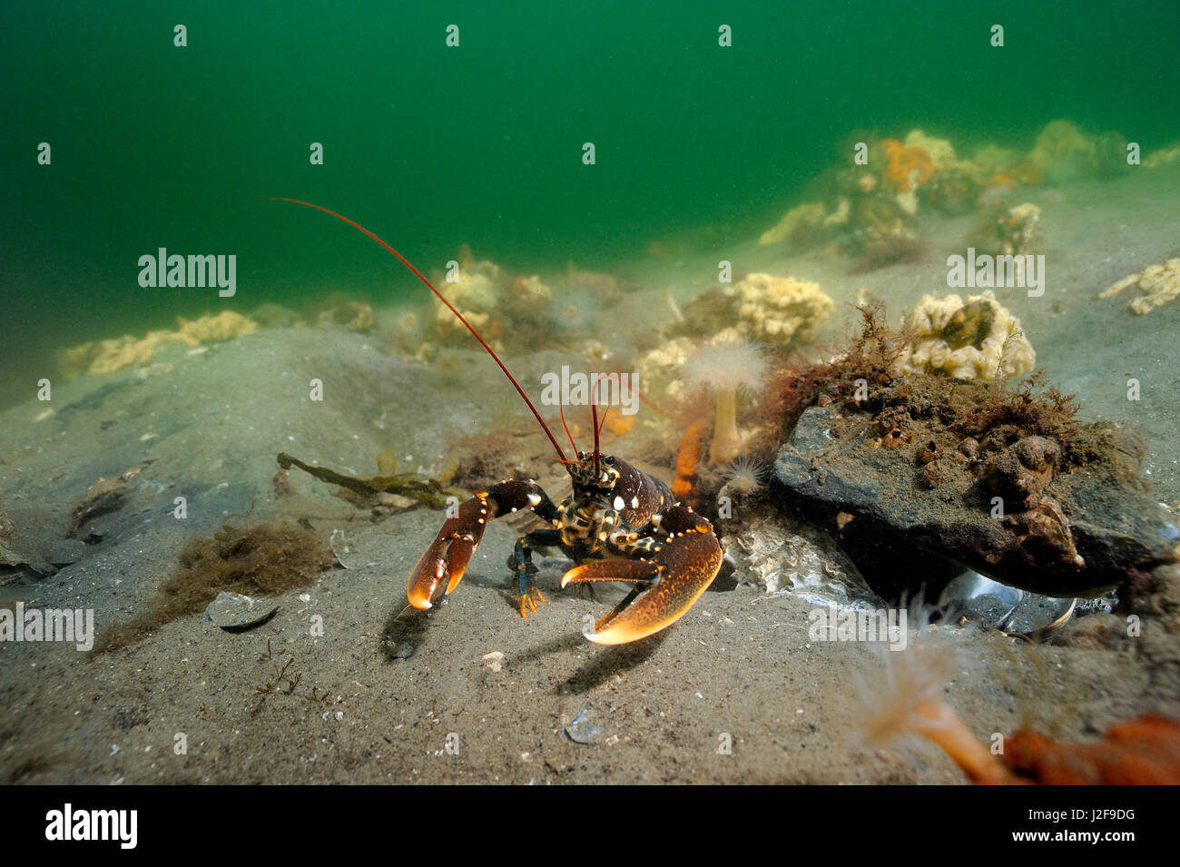 Common lobster underwater hi-res stock photography and images - Alamy