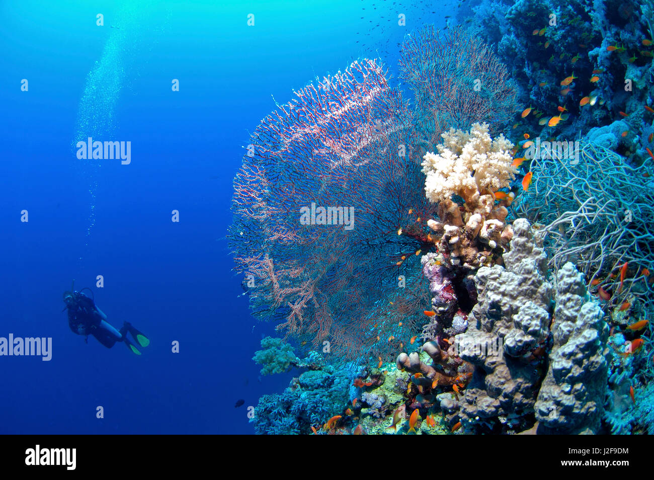 Red sea fan gorgonacea hi-res stock photography and images - Alamy