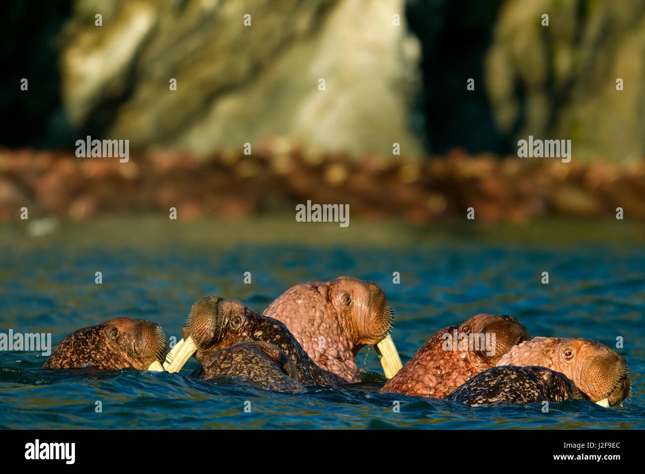 Walrus High Resolution Stock Photography and Images - Alamy