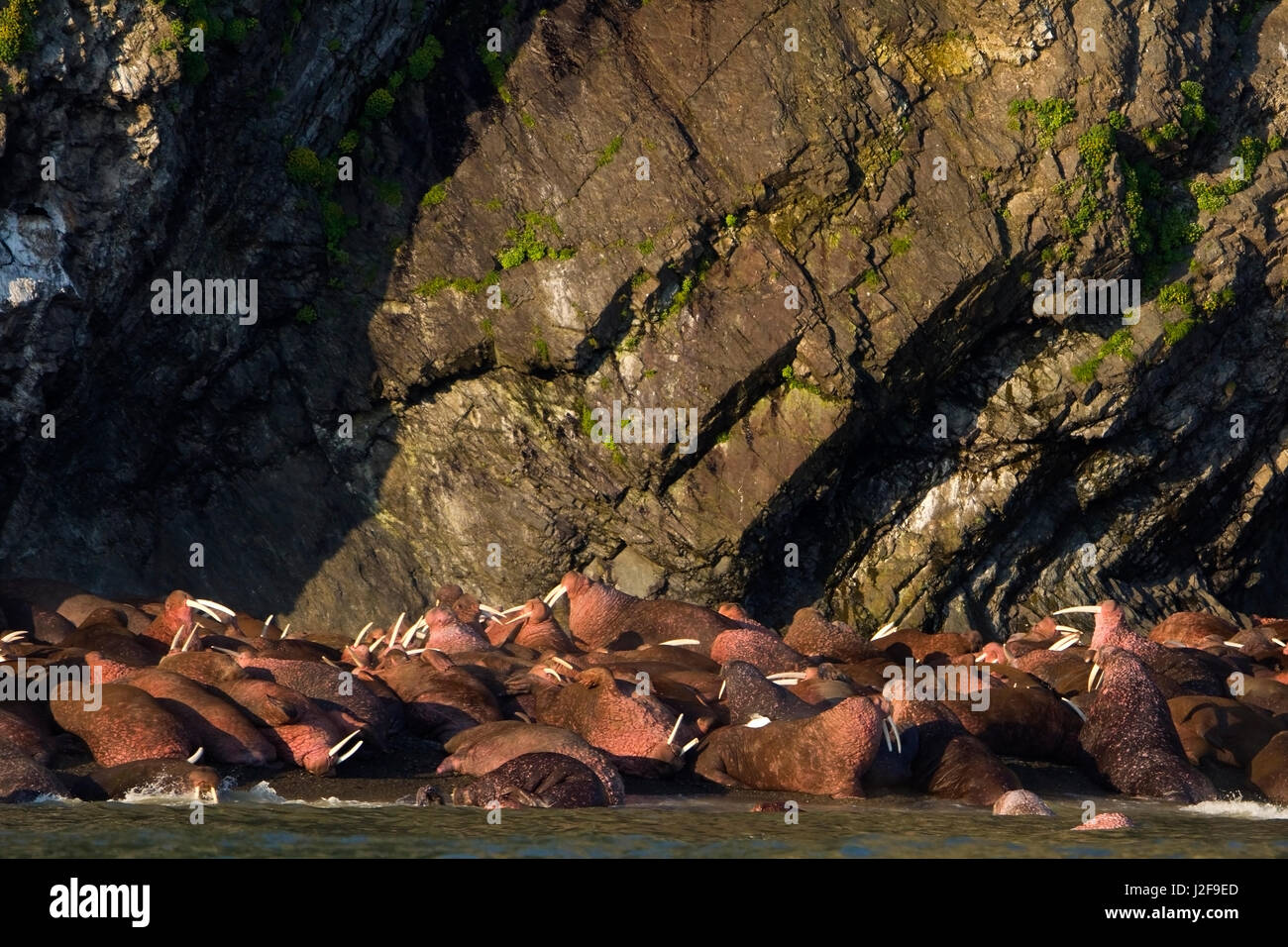 Walrus on the Beach Stock Photo - Alamy