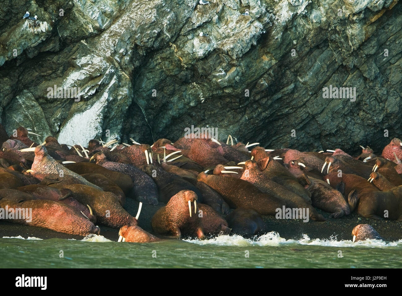 Pacific walrus hi-res stock photography and images - Alamy