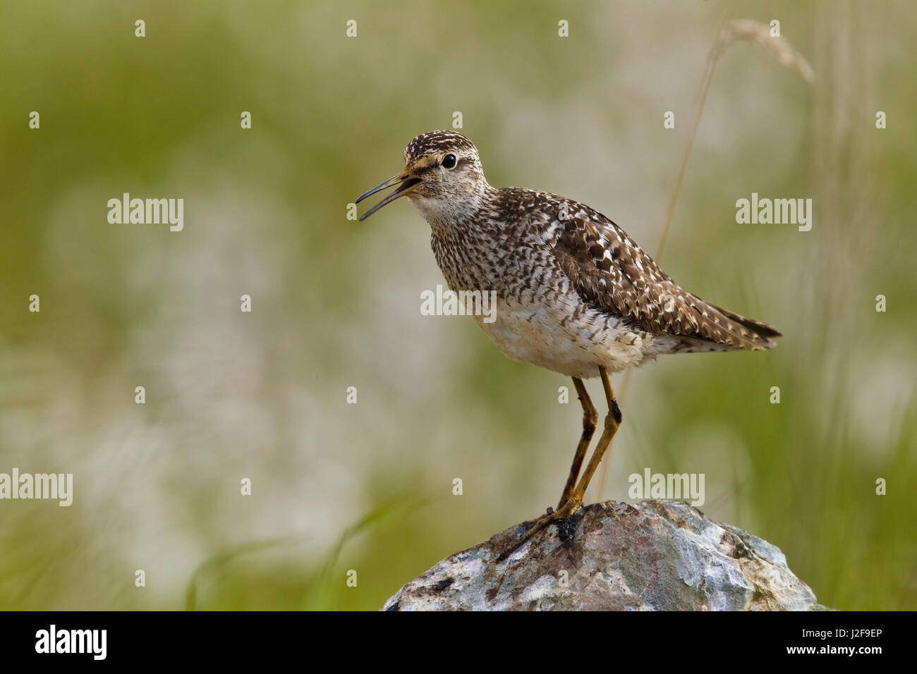 Calling Wood Sandpiper Stock Photo - Alamy