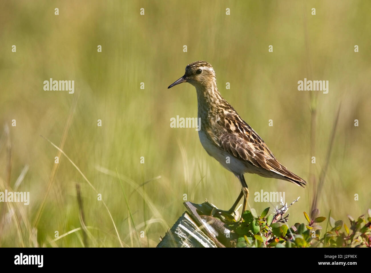 Tundra fauna hi-res stock photography and images - Alamy