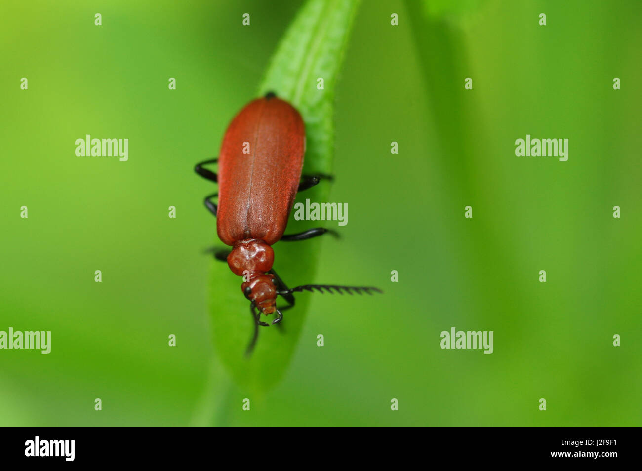Red-headed Cardinal Beetle; Pyrochroa serraticornis Stock Photo - Alamy