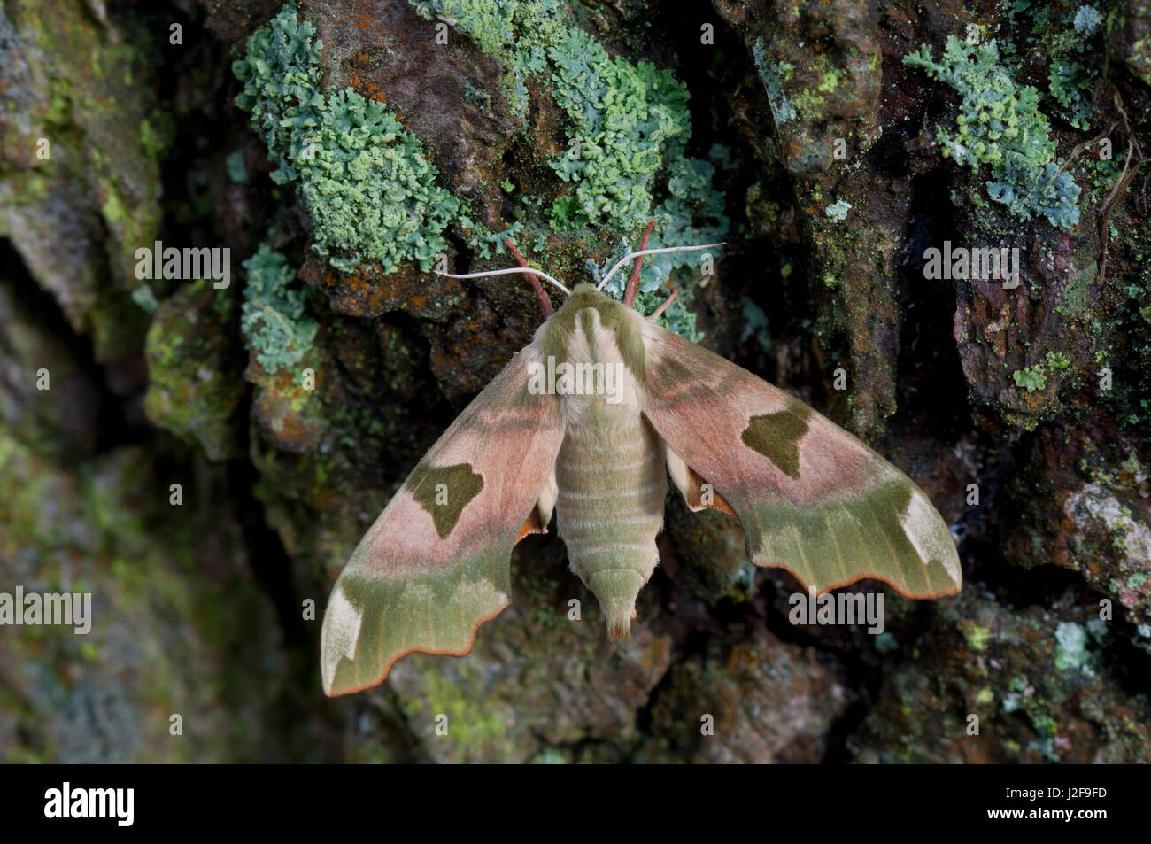 Female Lime Hawk-moth Stock Photo - Alamy