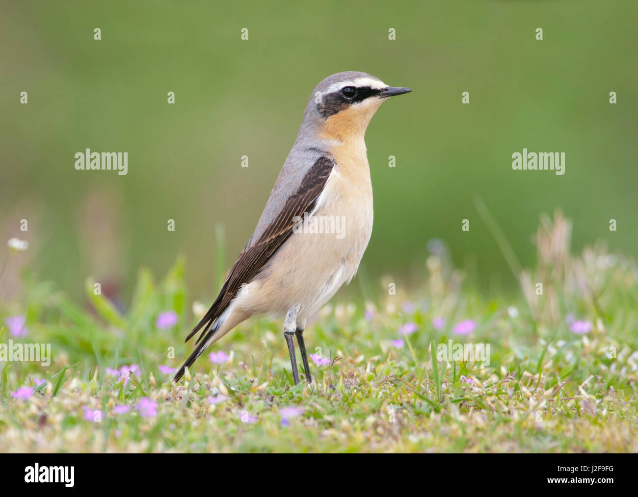 Northern Wheatear male in breeding plumage Stock Photo - Alamy