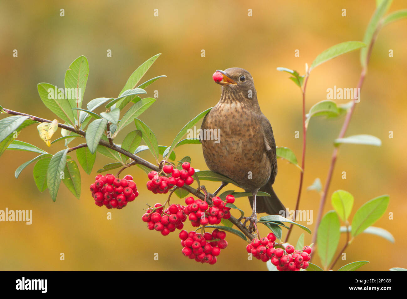 Berry in bill of bird hi-res stock photography and images - Alamy