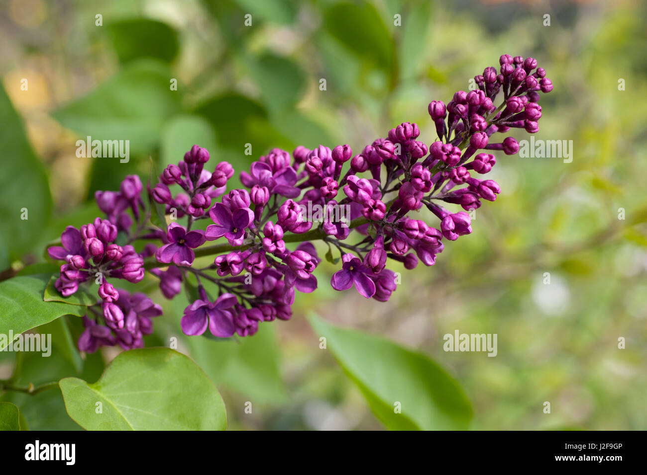 Common lilac hi-res stock photography and images - Alamy